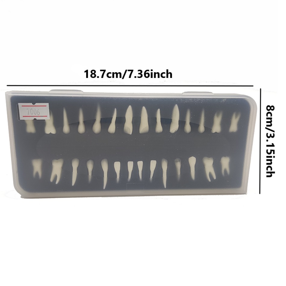 Tooth Model with Root Simulation – Javed Dental Supply